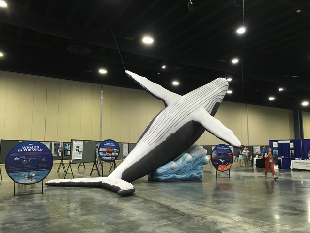 Fig3 left_ inflatable humpback whale - Ocean Mammal Team, WRC, Kyoto Univ