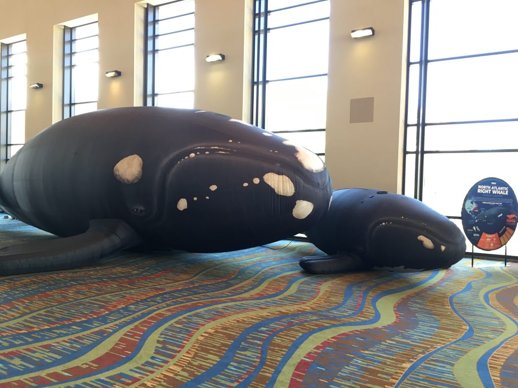 SMM2022: Conference of the biology of marine mammals 参加報告 - Ocean ...